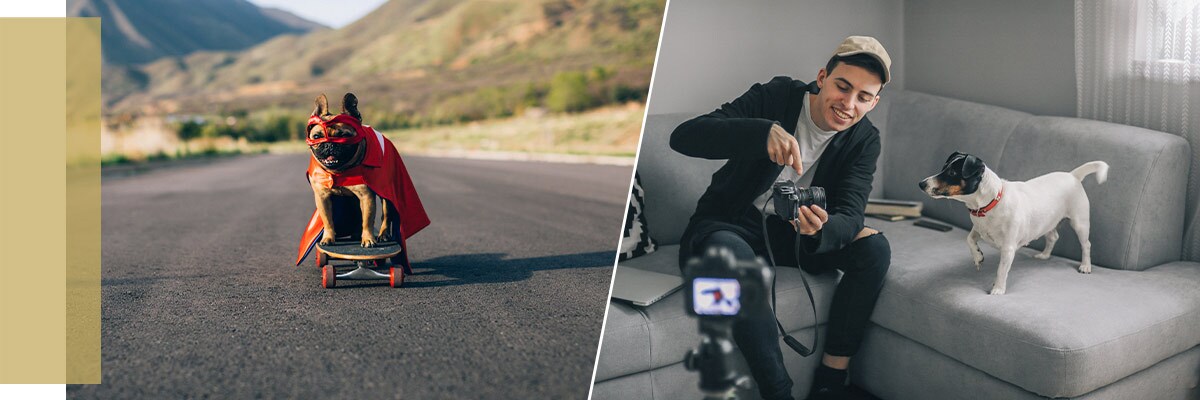 Super Cute! The Pet Influencers You Never Dreamed Of