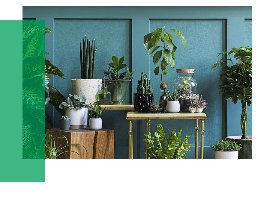 Garden Mania
